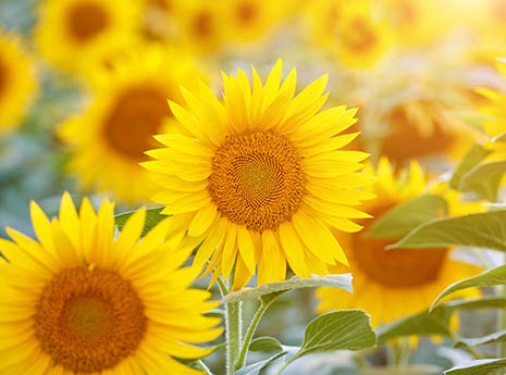 5 Easy STEAM Projects for Hands-on Learning at Home